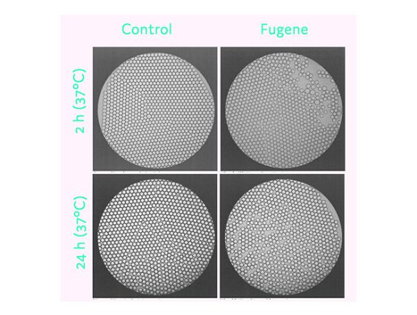 Cell Engineering | Applications | Sphere Bio