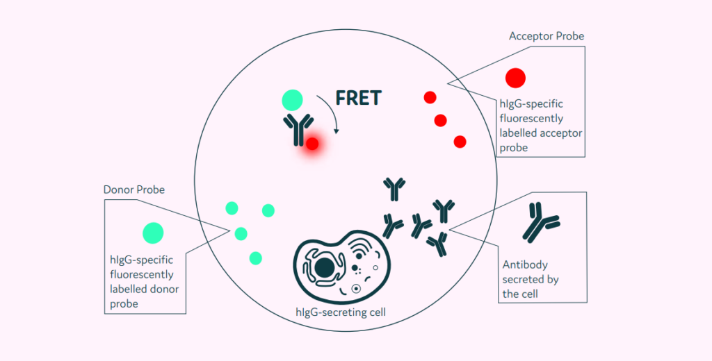 Antibody Discovery | Identify cells you might otherwise be missing