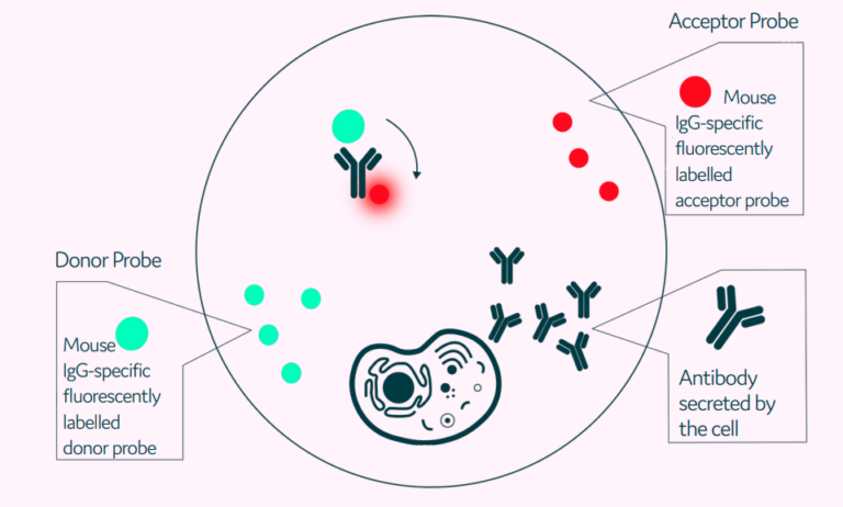 Cyto-Cellect®Mouse - Detection of Mouse IgG